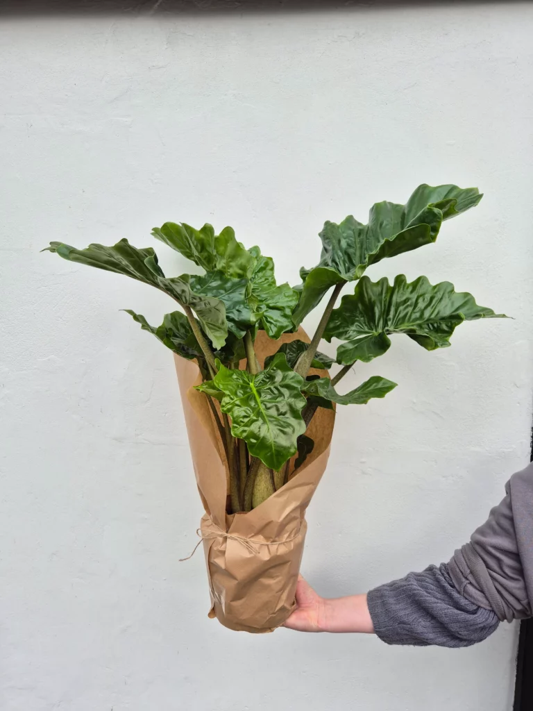Alocasia 'Low Rider' - Coco & Bloom Artisan Florist